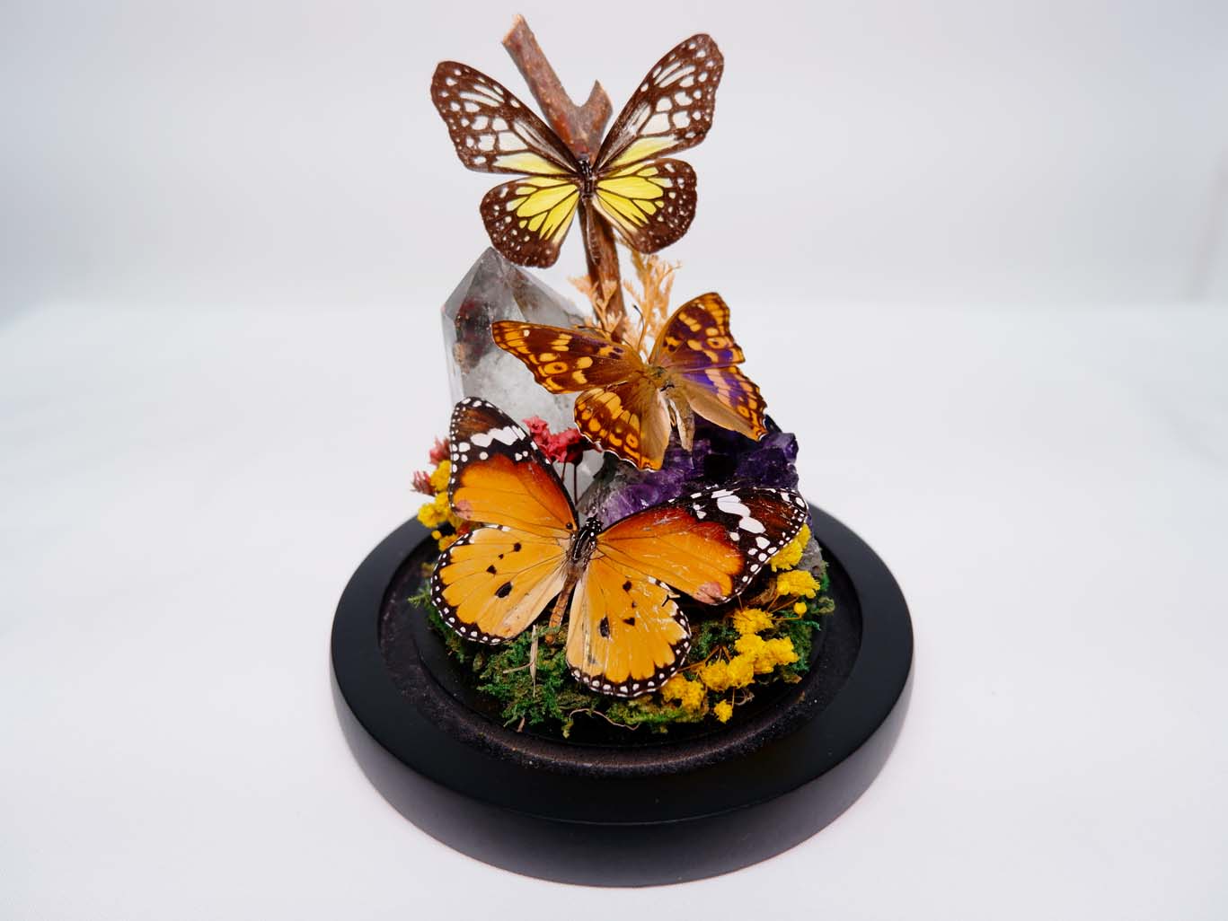 Amethyst & Amber Flutter – Black Crow Taxidermy & Art
